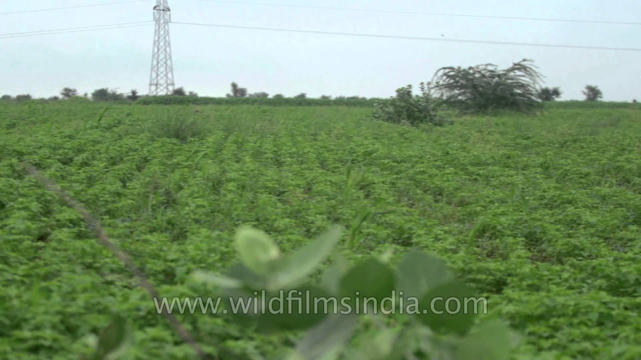 Green Moong ki Daal fields: Florican nesting grounds - YouTube