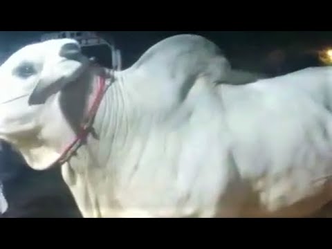 Beautiful Sibi Bull UNLOADING at My Friend House Bull Arrives to New ...