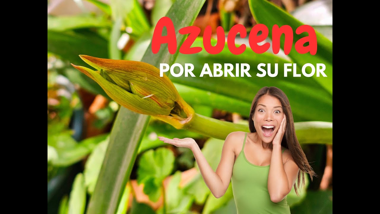 Azucena a punto de abrir para mostrarnos su maravilla de flor. - YouTube