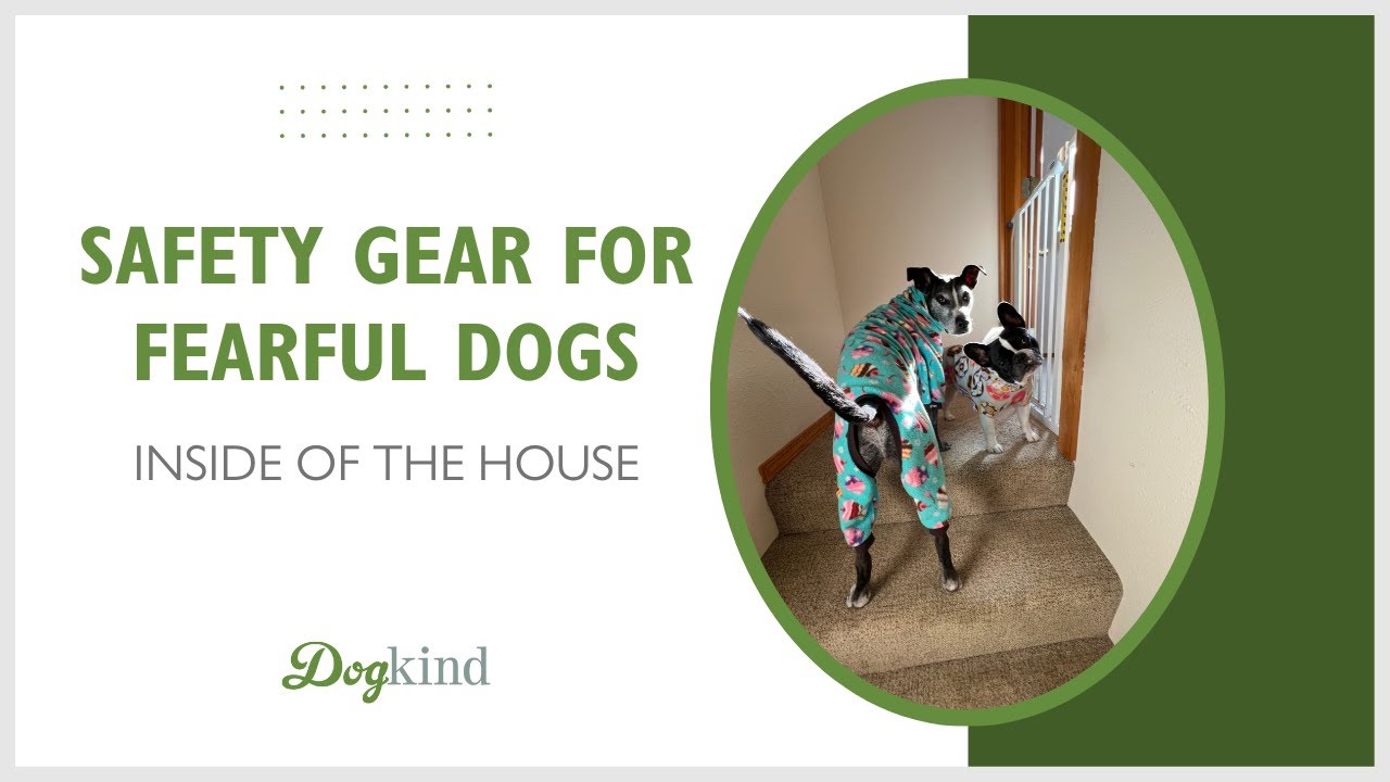 5 Tips For Keeping Your Fearful Dog Safe & Secure Indoors - YouTube