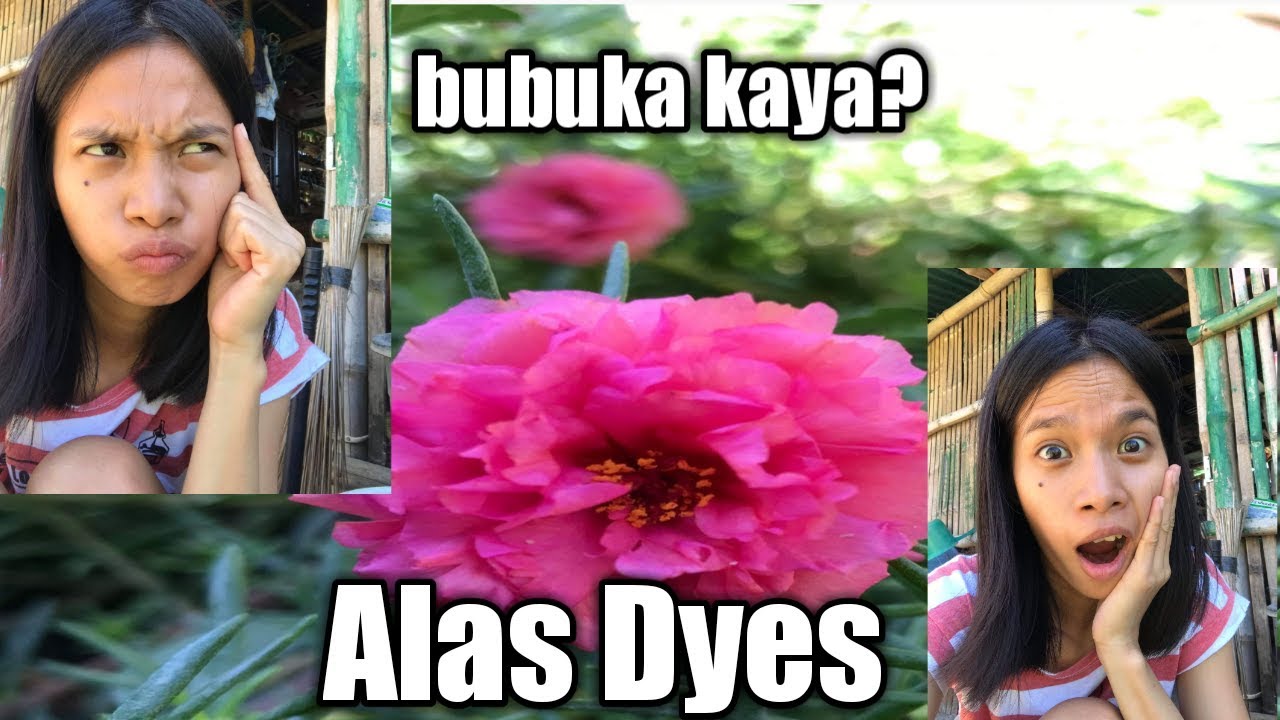 Alas Dyes na halaman bubuka kaya ng 10 ng umaga?|tyang mols - YouTube