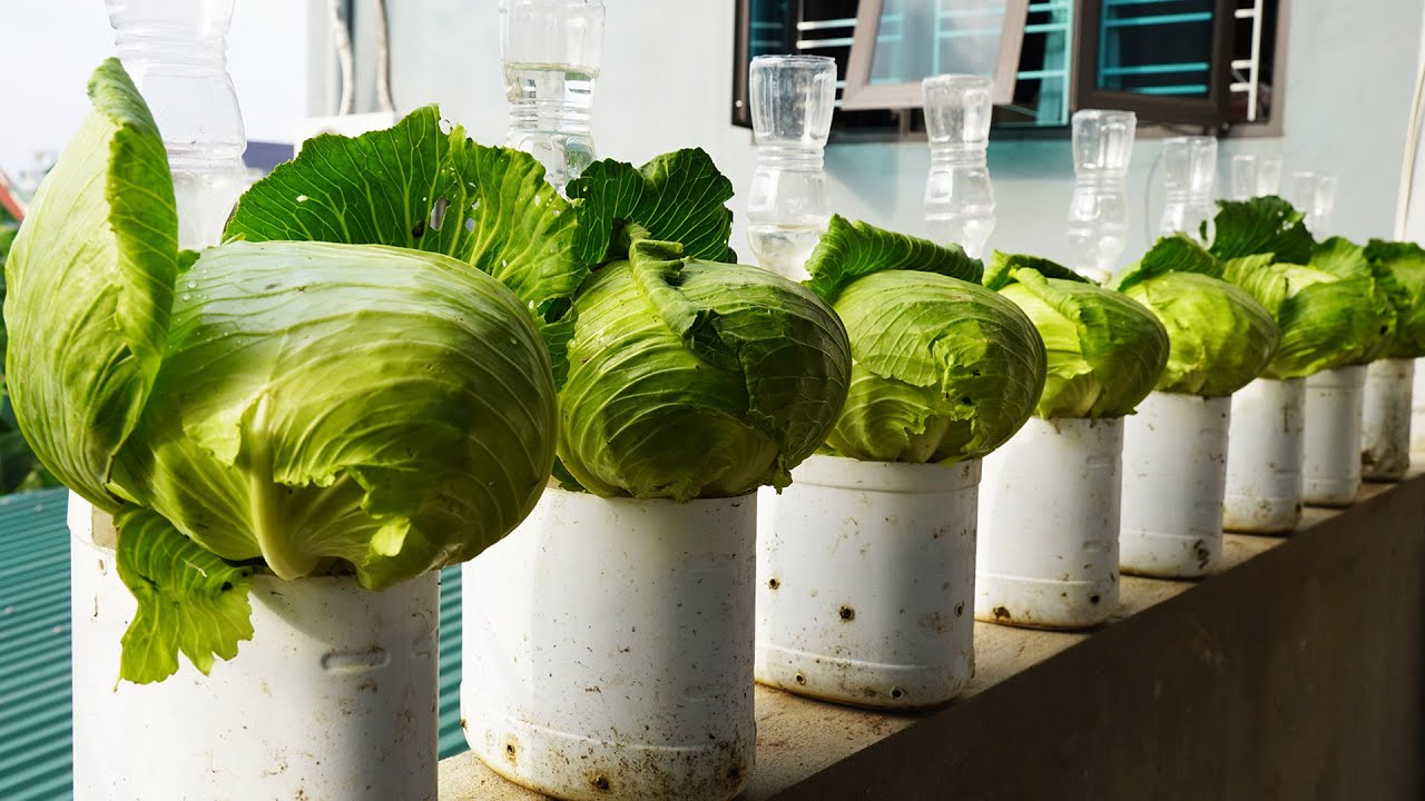 Growing Cabbage In Plastic Bottles, No Garden Needed, High Yield And ...
