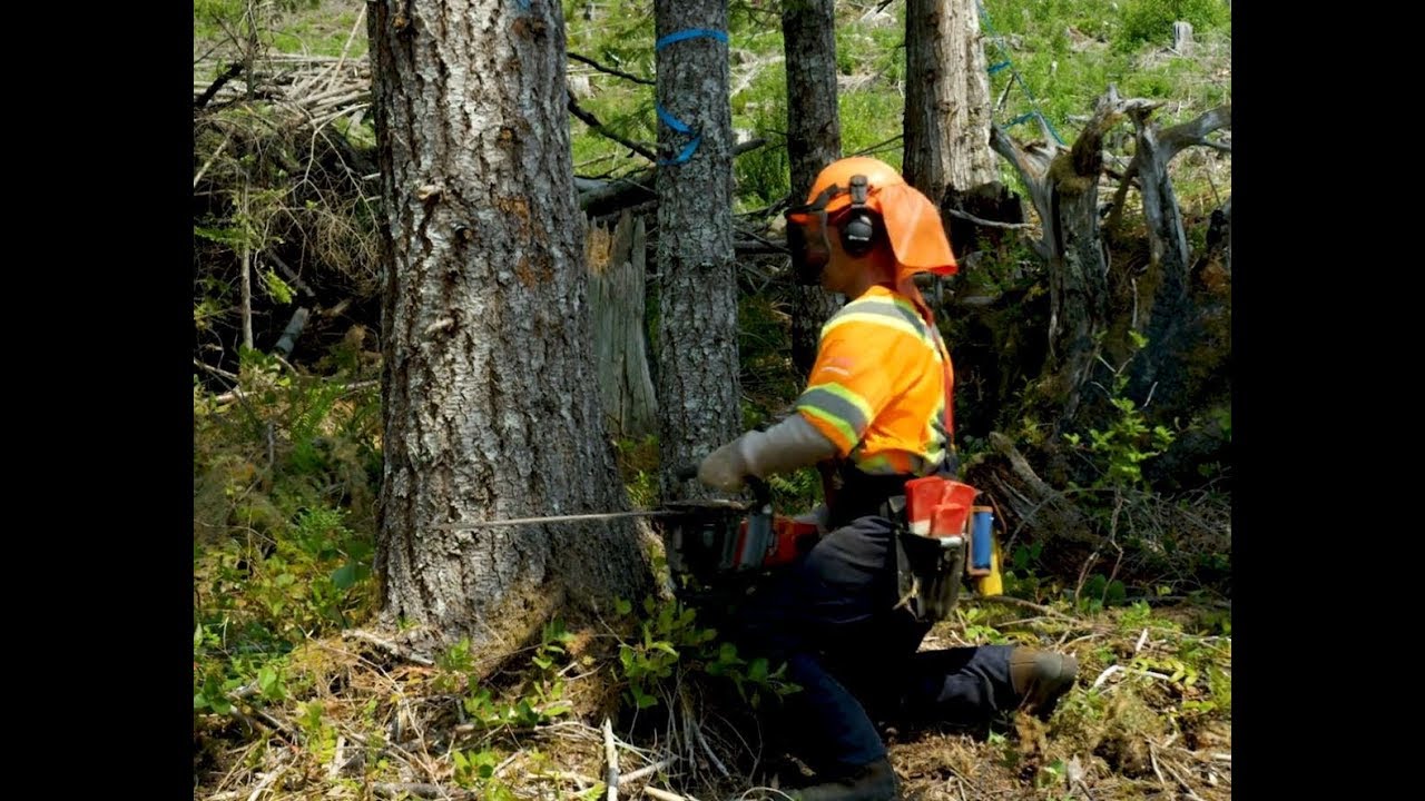 Manual Tree Falling - Proper Body Positioning - YouTube