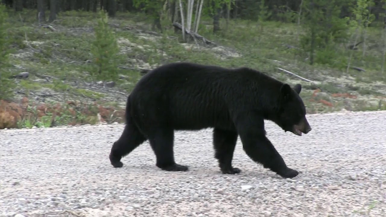 Hollywood Bear Mania 12 - YouTube