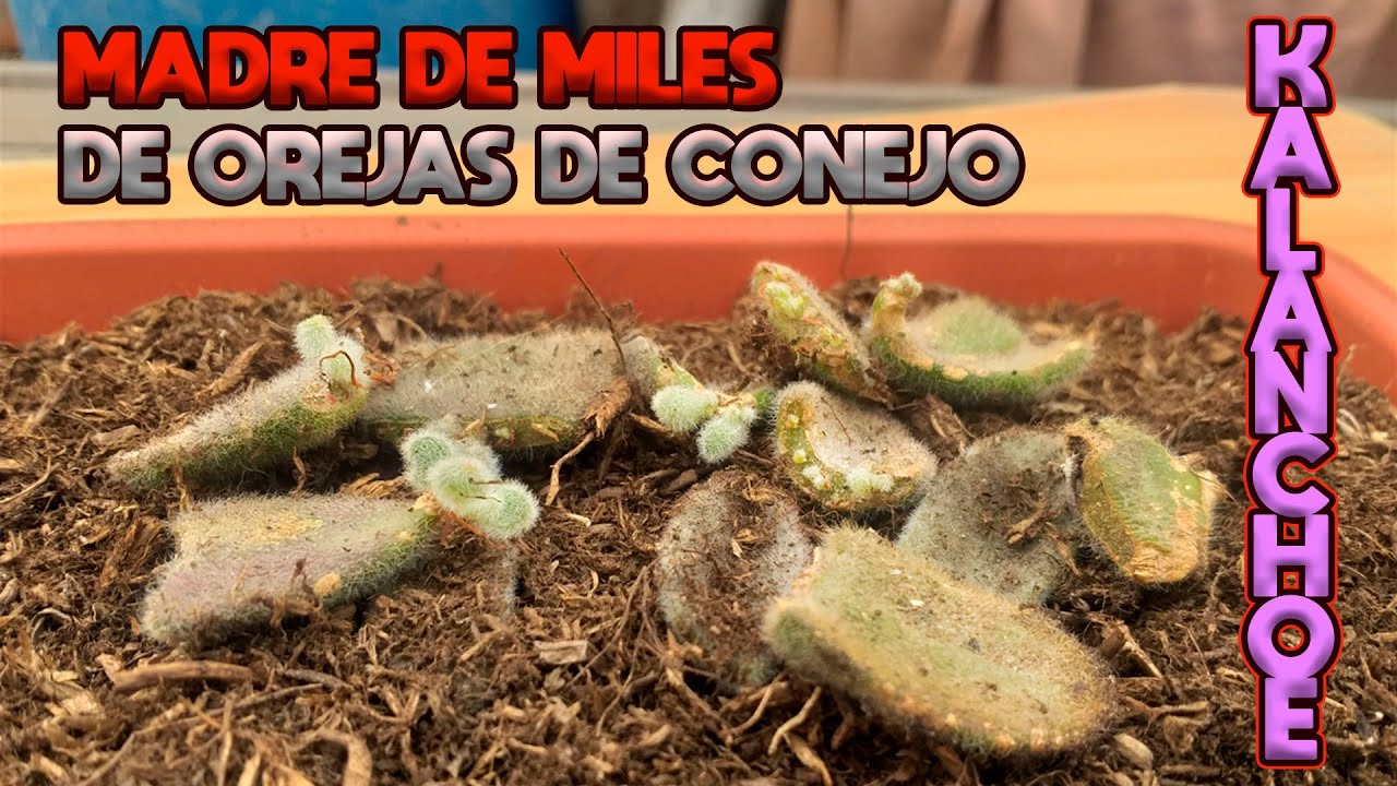 ¿Como reproducir Kalanchoe tomentosa?/Suculenta Orejas de conejo - YouTube