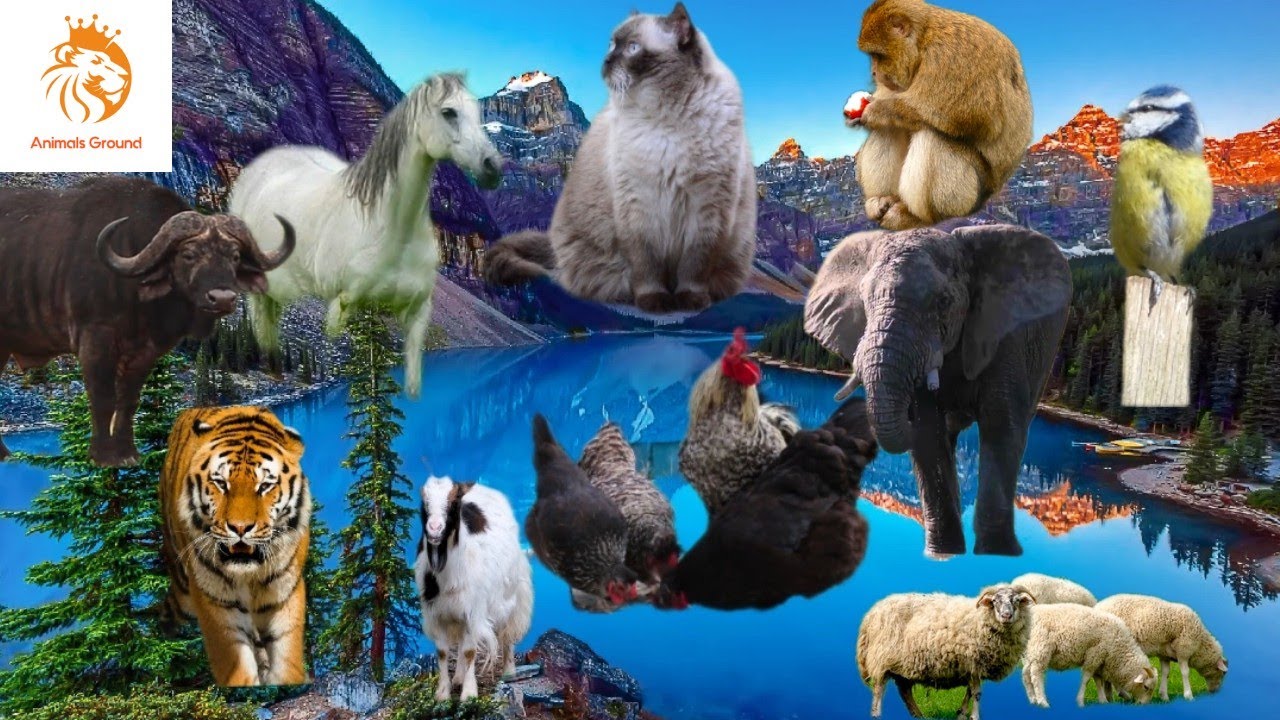 Farm & Wild Animal Familiar Special Call Sound : Cat, Dog, Sheep, Cow ...