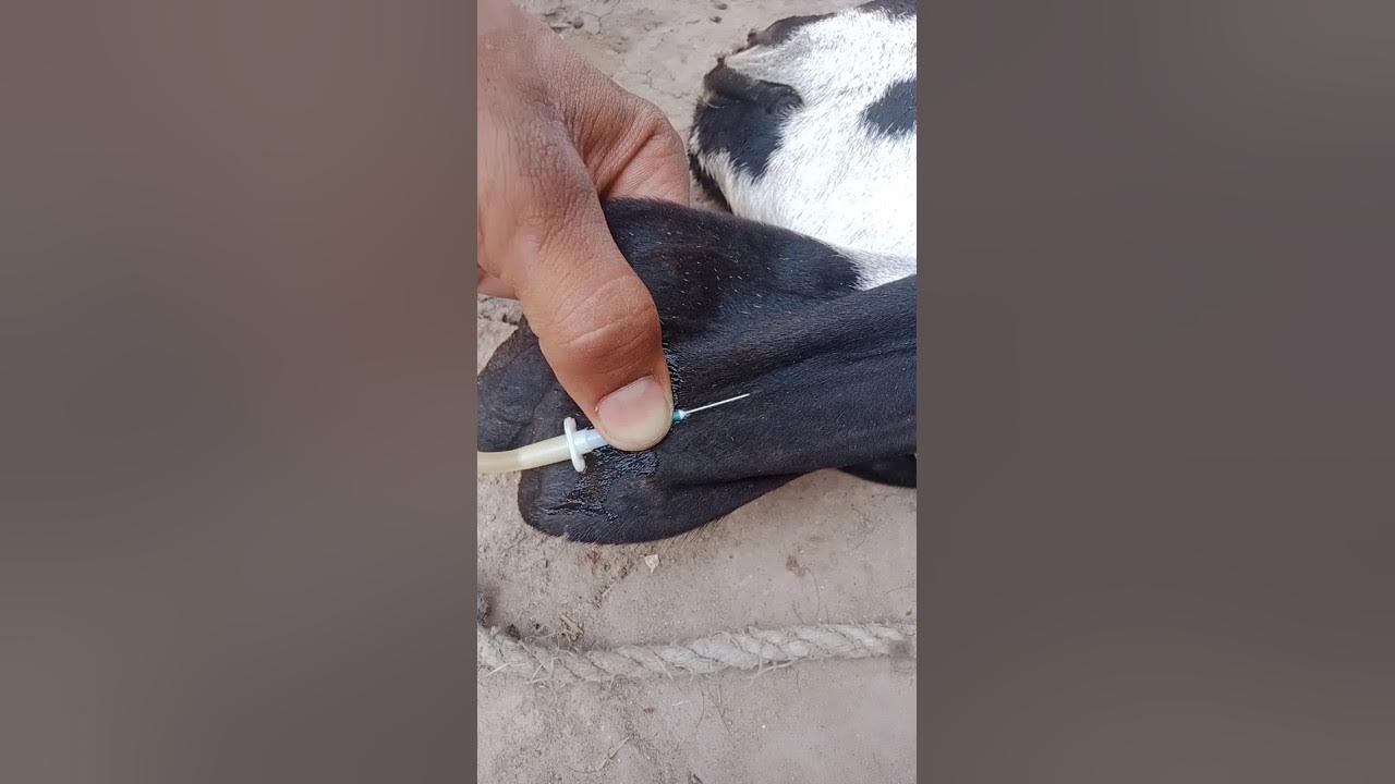 IV in ear vein | goat | cattle | cannula | Vet Experts | Dr Aziz | Dr Abdullah | IV injection# ...