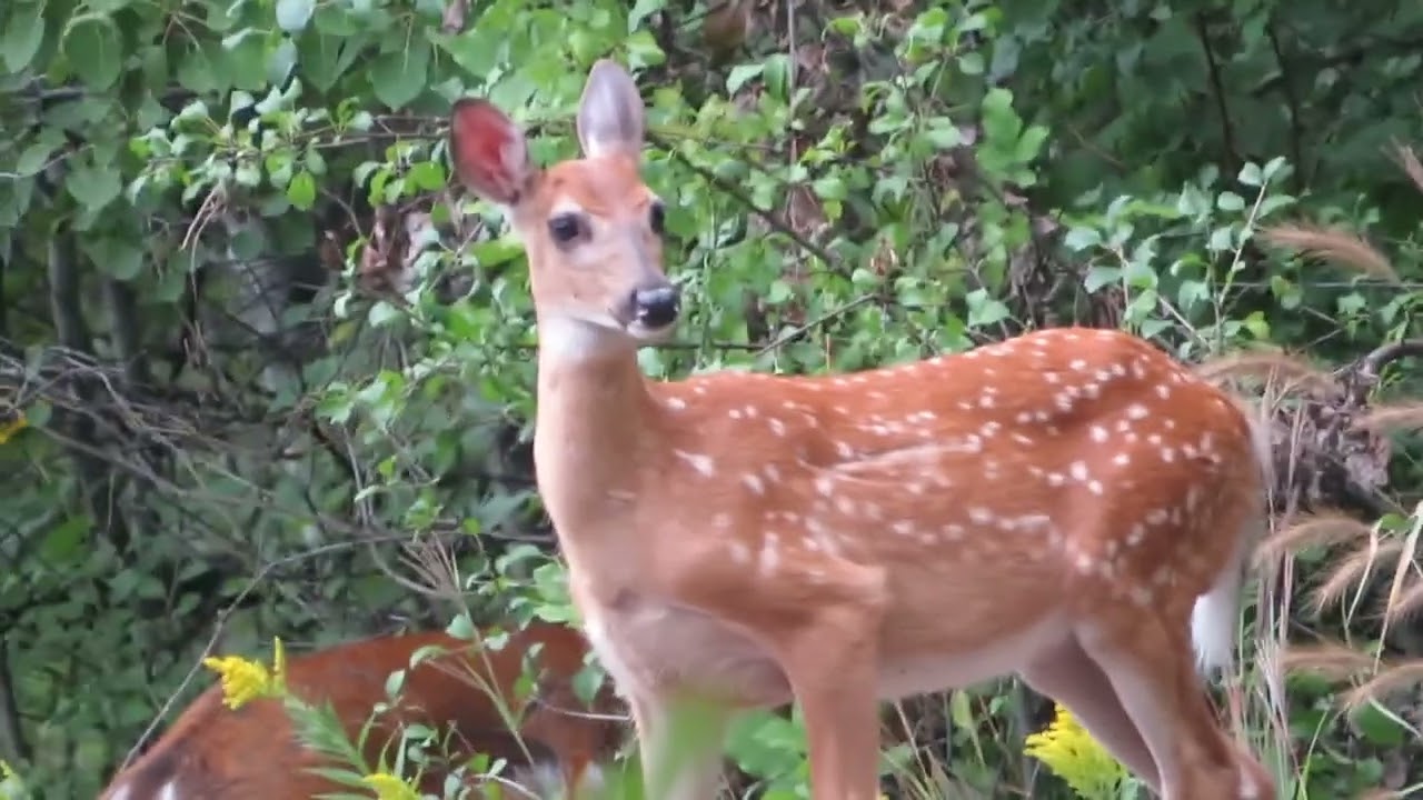 Two Whitetail Fawns and mom - YouTube