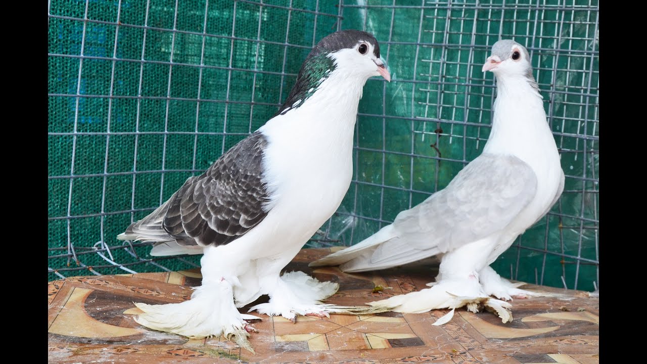 Lahori Siraji Pigeon Loft | Fancy pegion| Lahore pegion | Quality ...