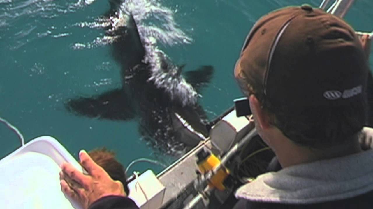 The Search for the Ocean's Super Predator - BLUE 2014: Broadcast TV ...