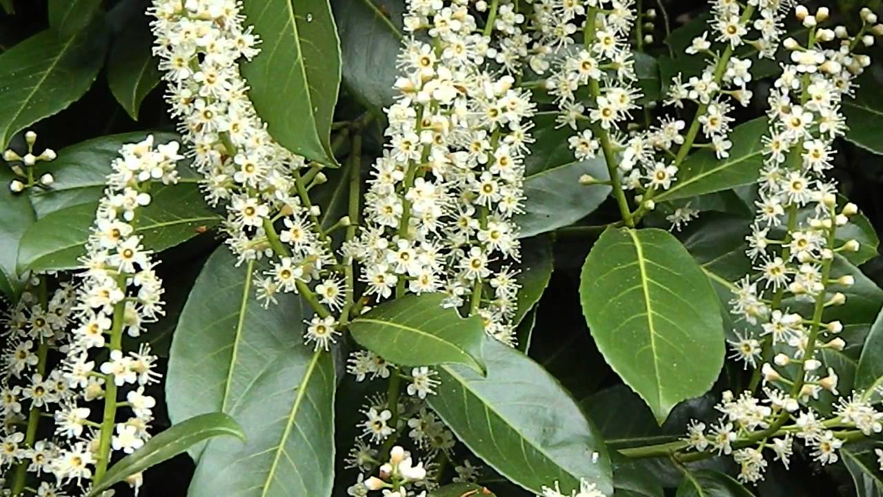 Prunus Laurocerasus Rotundifolia - YouTube