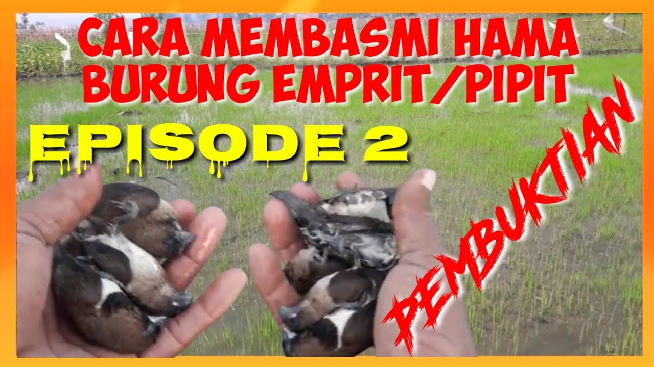 CARA MEMBASMI HAMA BURUNG PIPIT DISAWAH PART 2||HOW TO EXTERMINATE ...