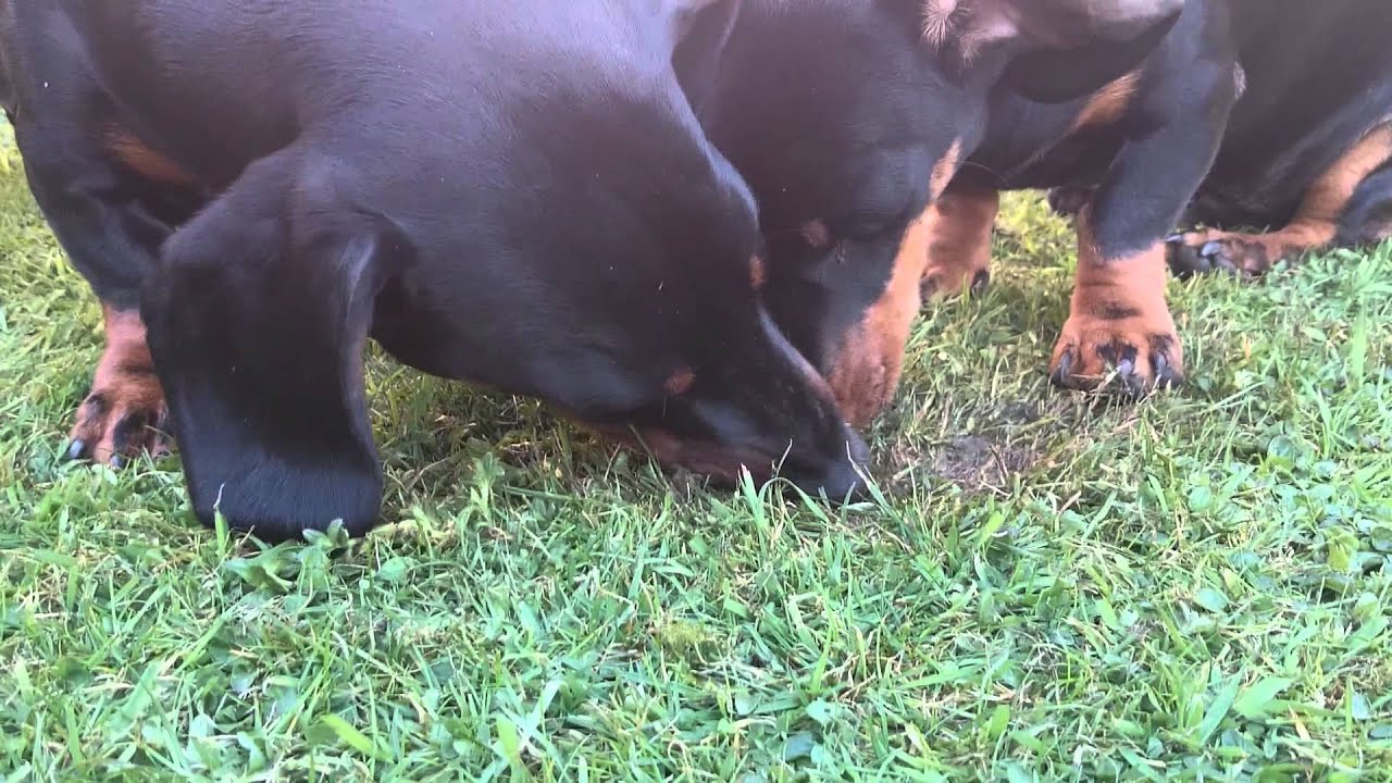 My 2 miniature dachshunds digging - YouTube