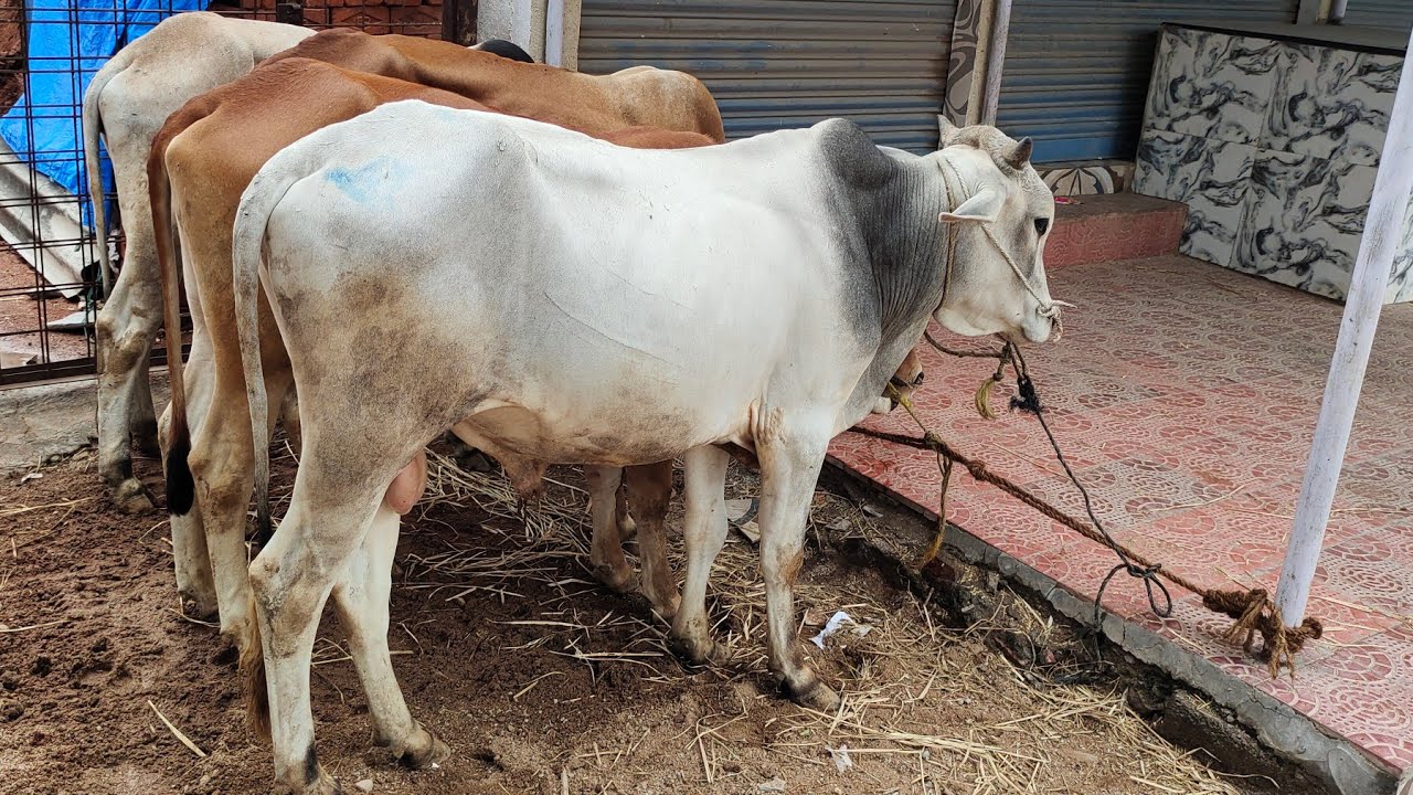 bulls in errakunta Hyderabad | bade janwar in errakunta Hyderabad | big ...