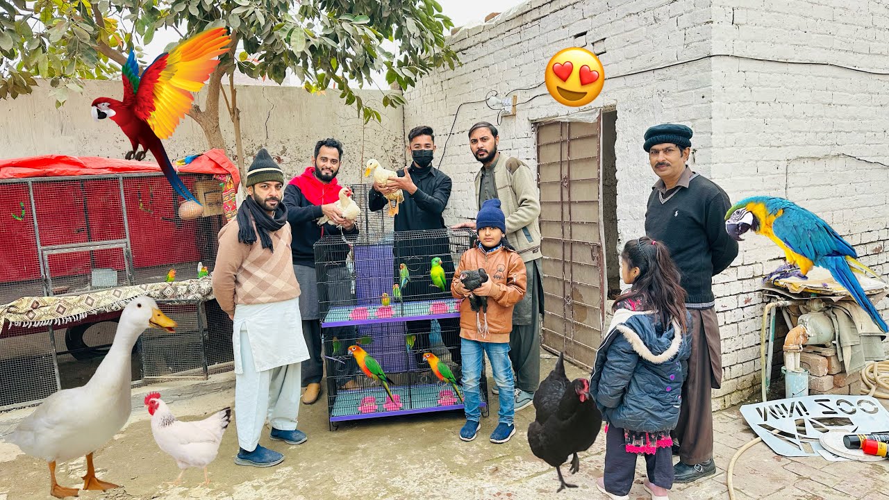Mini zoo ma bohot sary parrot ly ay 😍 | turkey birds ny sab pets par ...