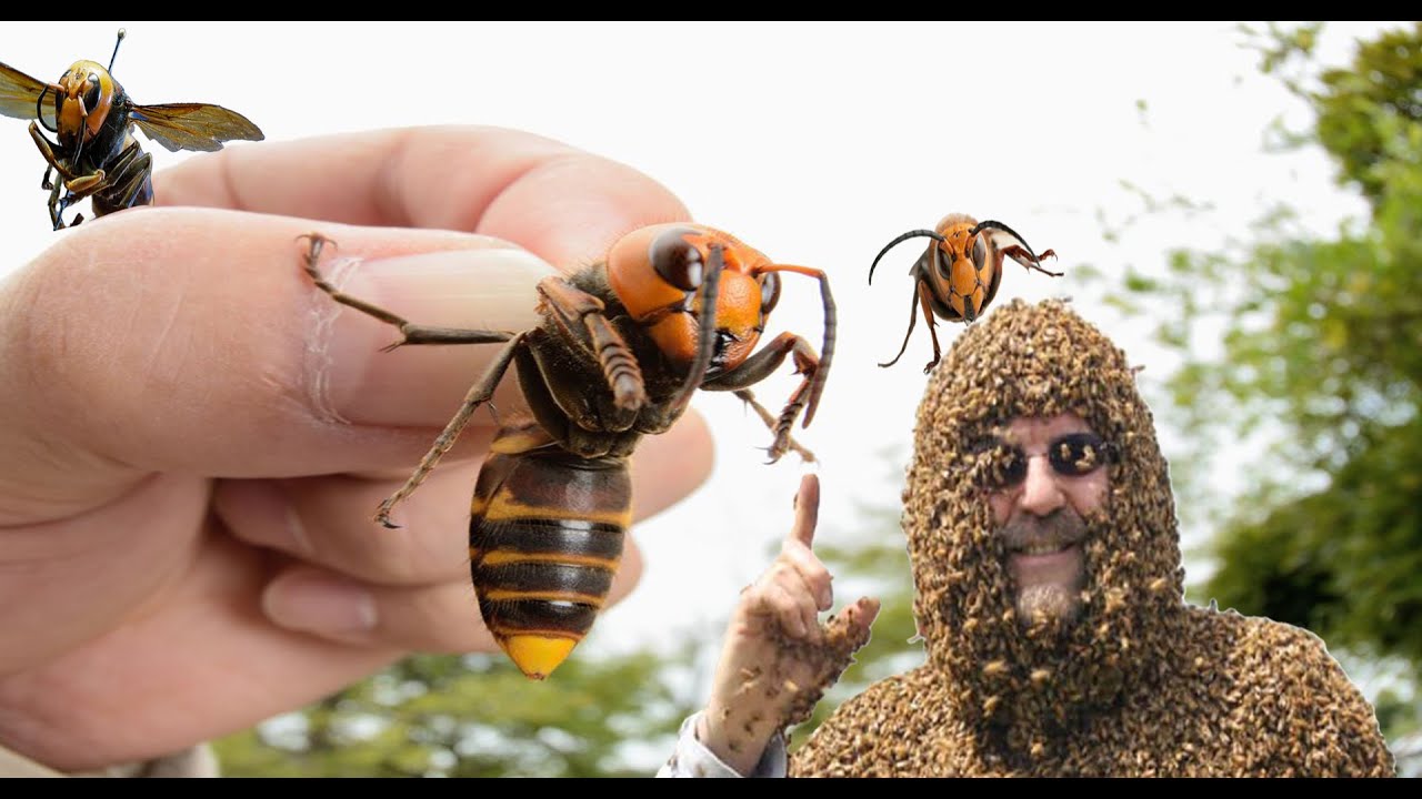 What benefits do giant hornets bring to humans? #animals #facts - YouTube