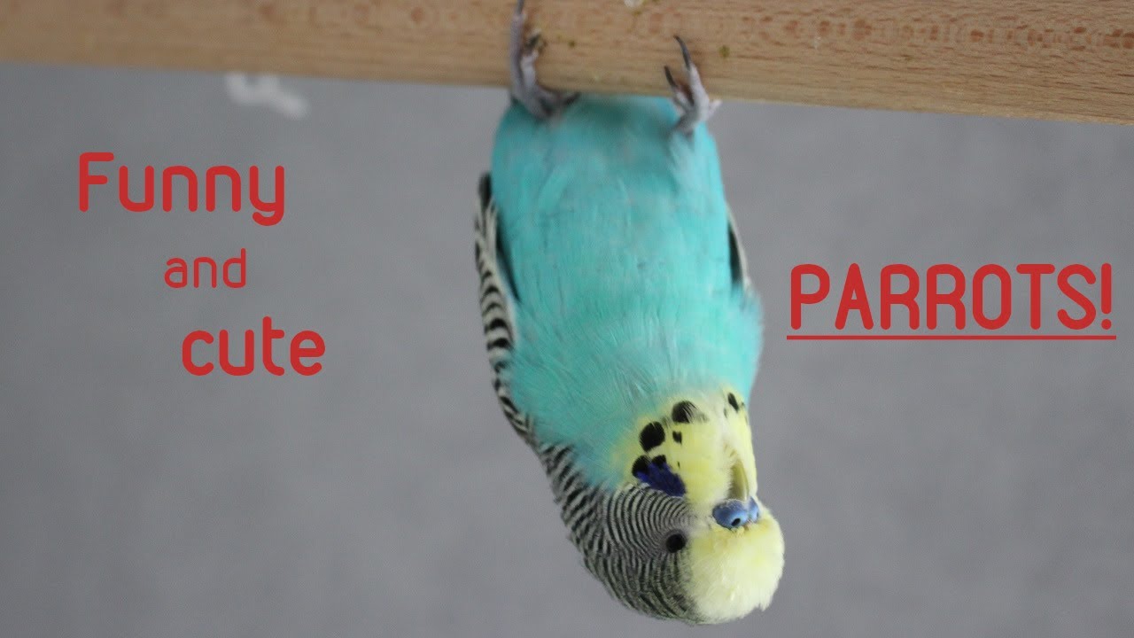 FUNNY and CUTE Budgies! Parrots Best of! Lustige Wellensittiche! - YouTube