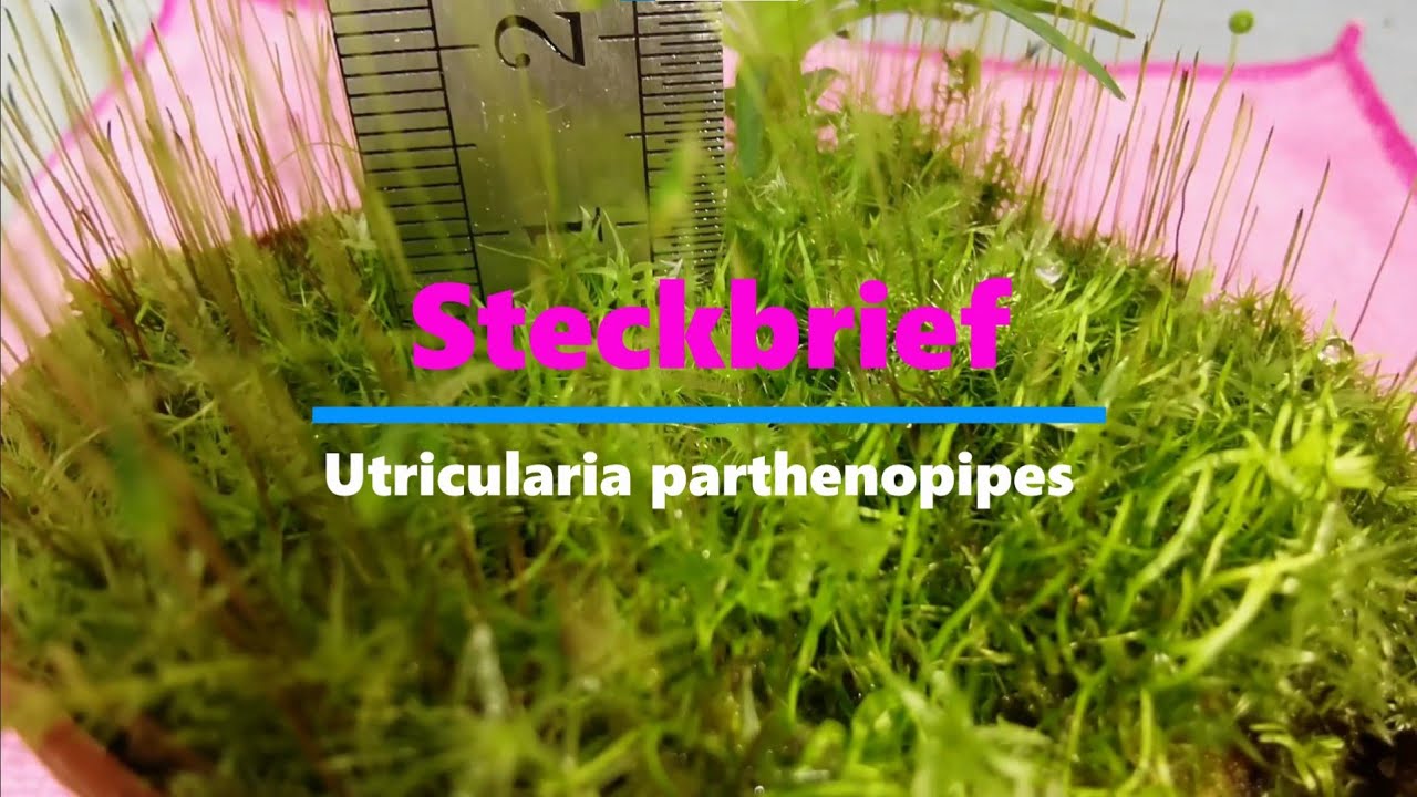 Utricularia parthenopipes - YouTube