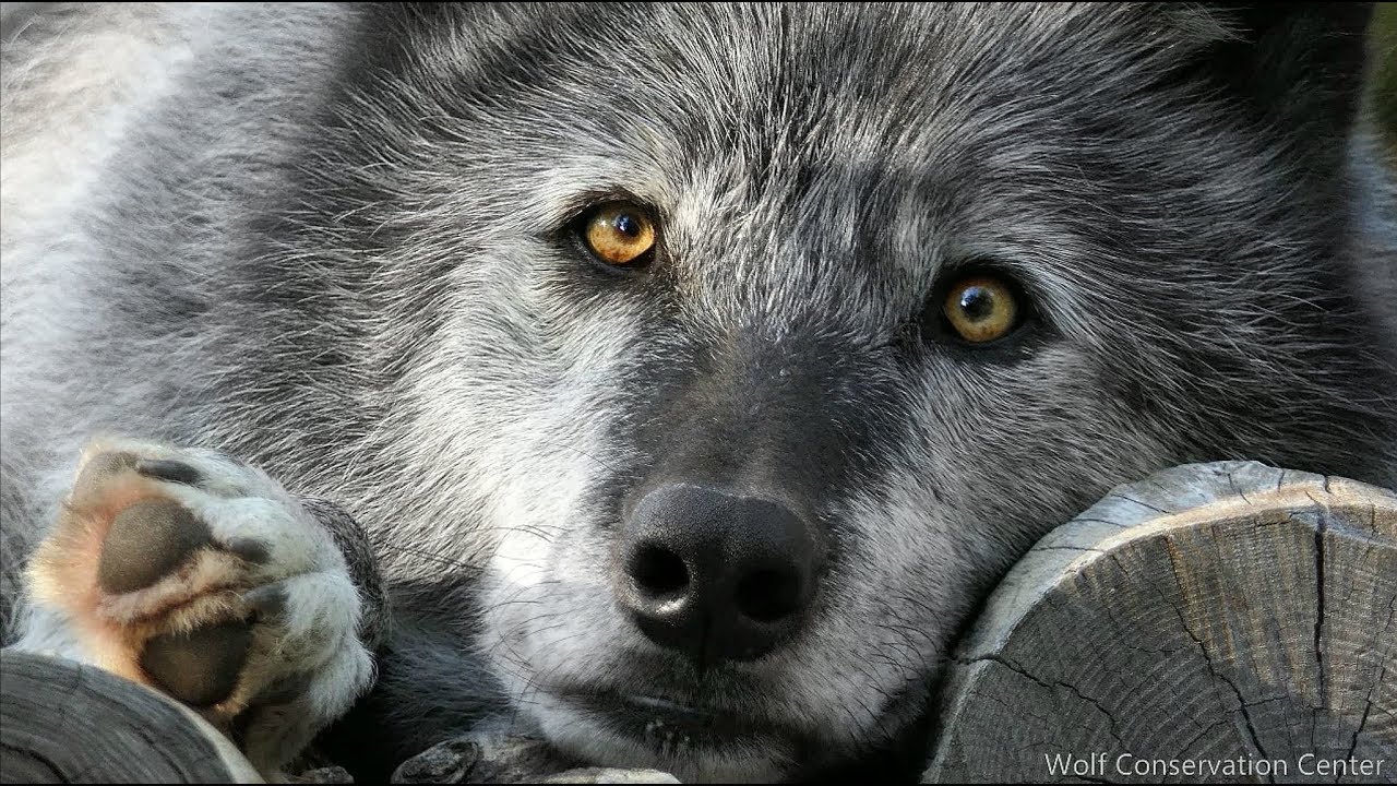Look Into the Eyes of a Wolf - YouTube