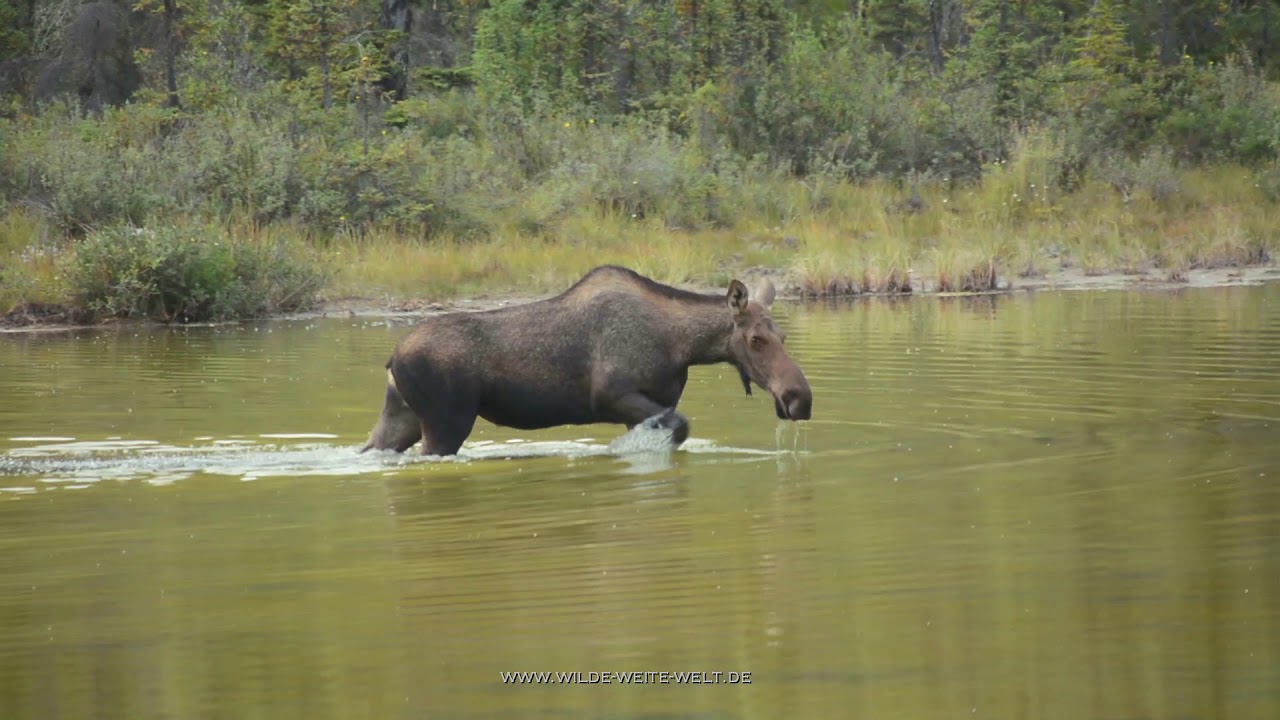 Elche / Moose in Alaska: Praechtige Elche zu Wasser und zu Land ...
