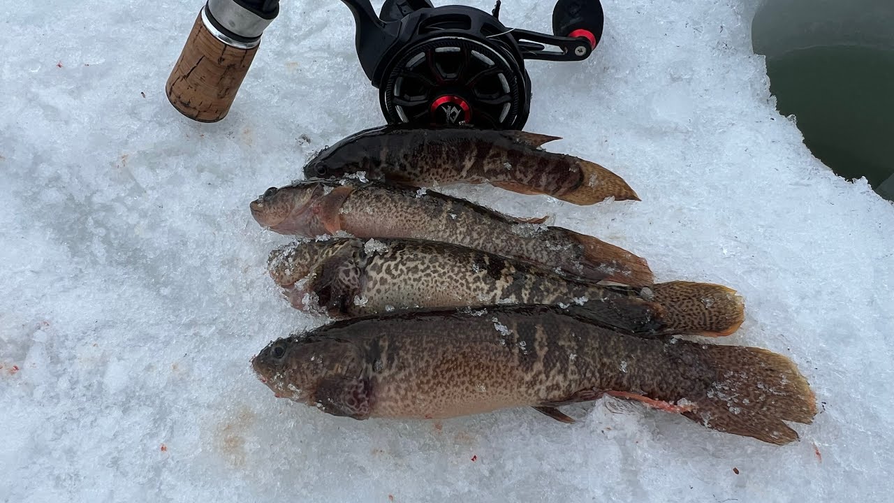 I Found A Entire School Of Alaska Blackfish While Ice Fishing! | Catch ...