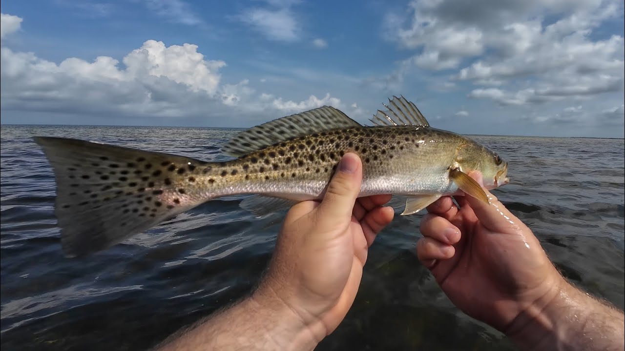 Slow Bite - Southwest Florida Sea Trout Fishing & Gar - YouTube