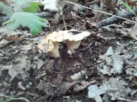 funghi cantarelli,gallinacci, galletto, gialletto, finferli garitula ...