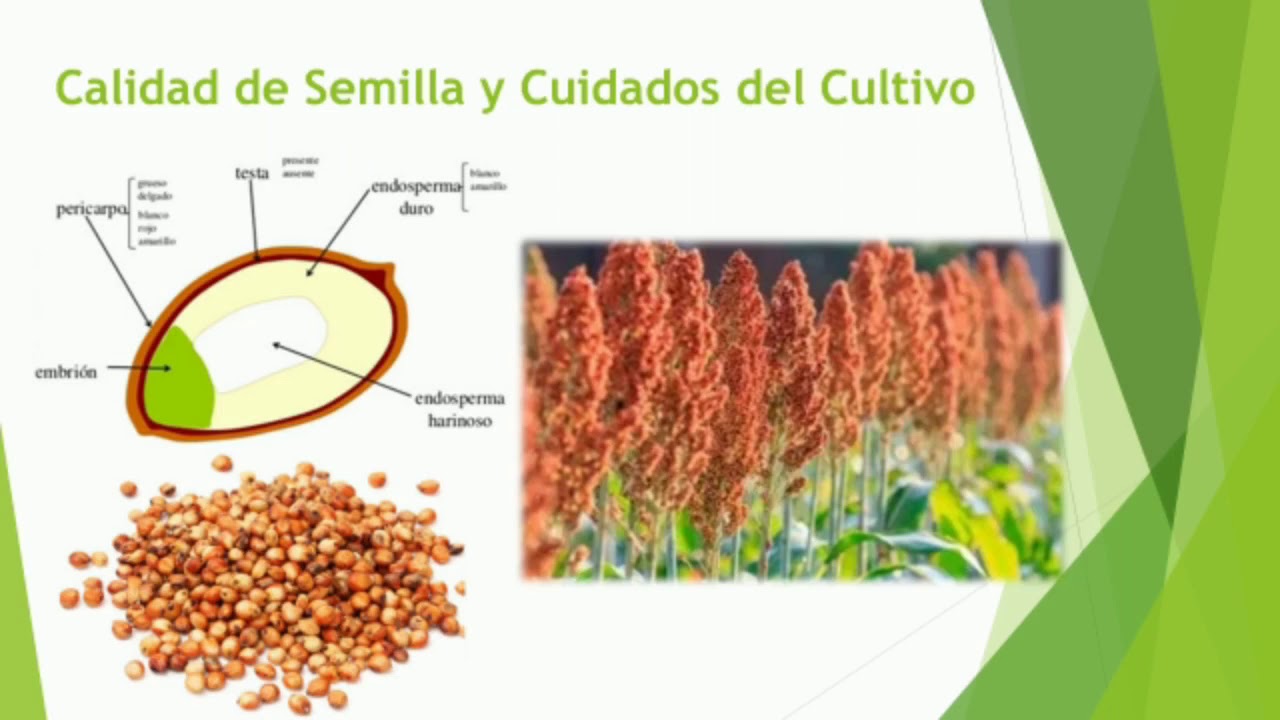 Manual del Cultivo de Sorgo (Sorghum spp.) - YouTube