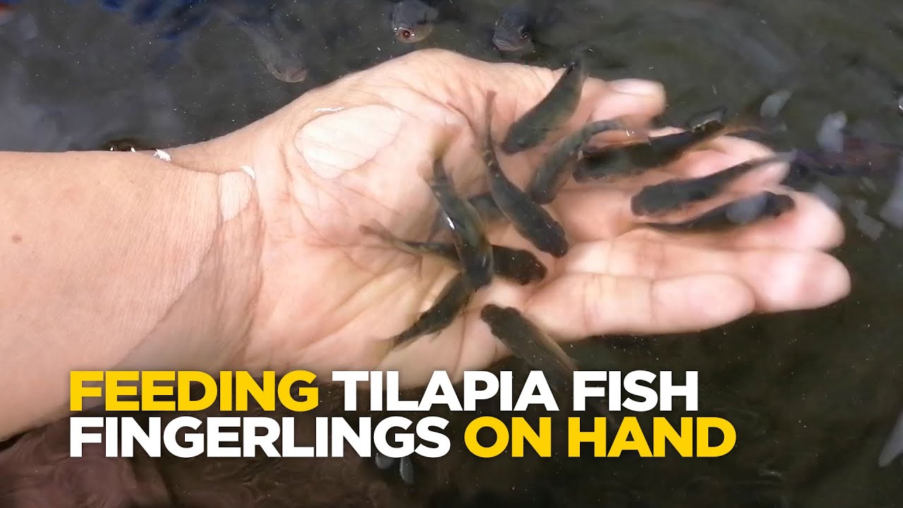 Feeding Tilapia Fish Fingerlings On Hand - YouTube