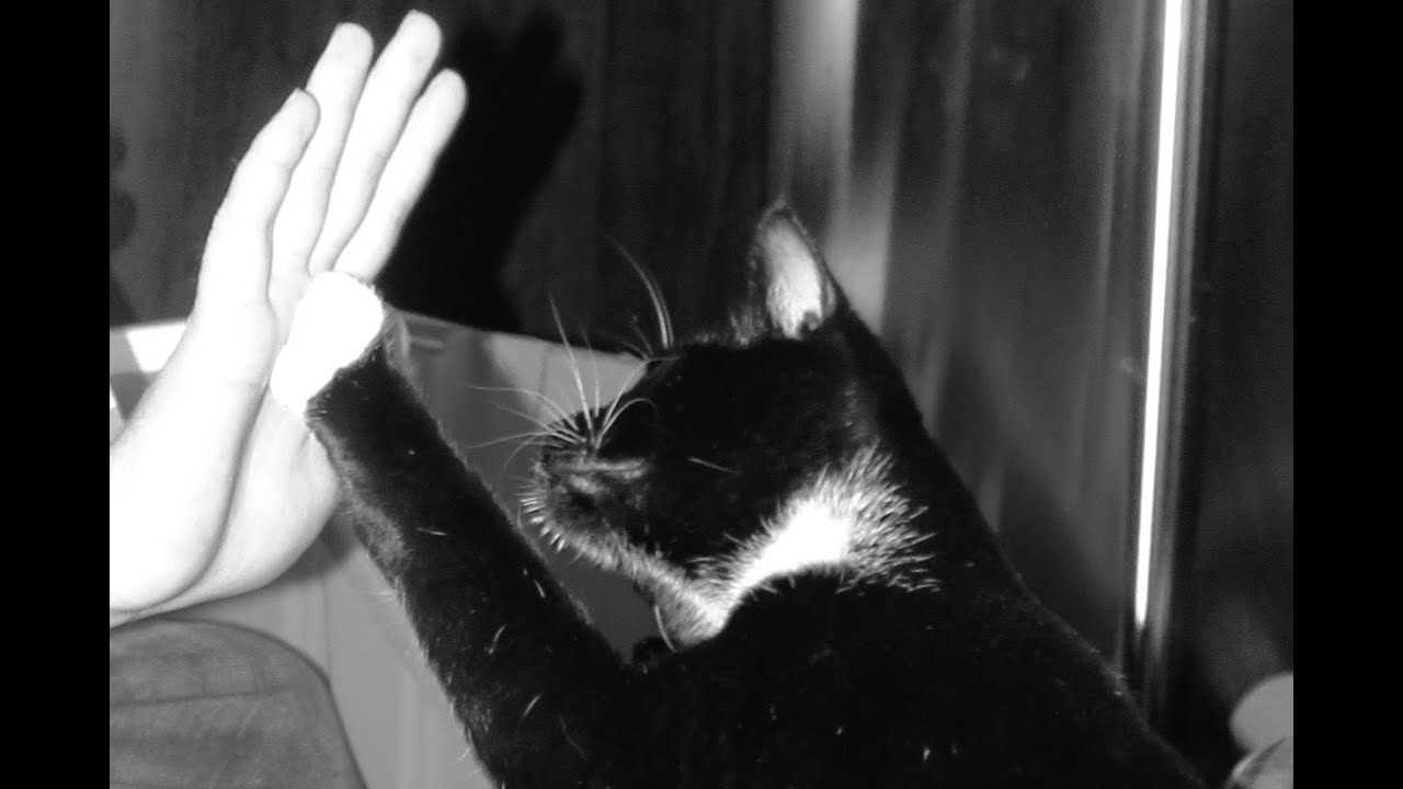 Cat Tricks - How to teach your cat to high five! - YouTube