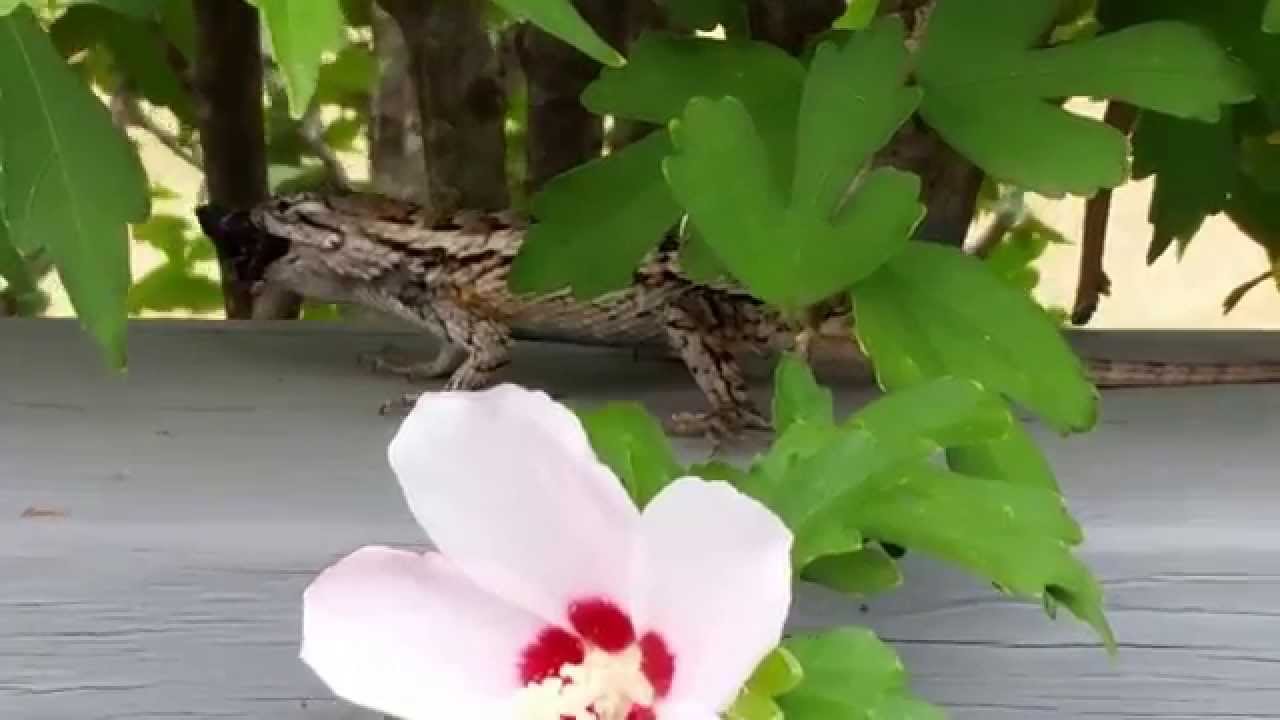 Lizard eating moth - YouTube