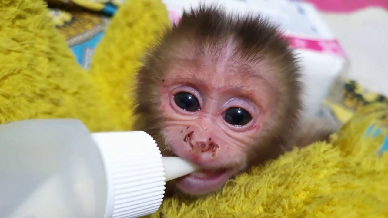 Orphan Baby Aba Cry Hungry Milk So Much - YouTube