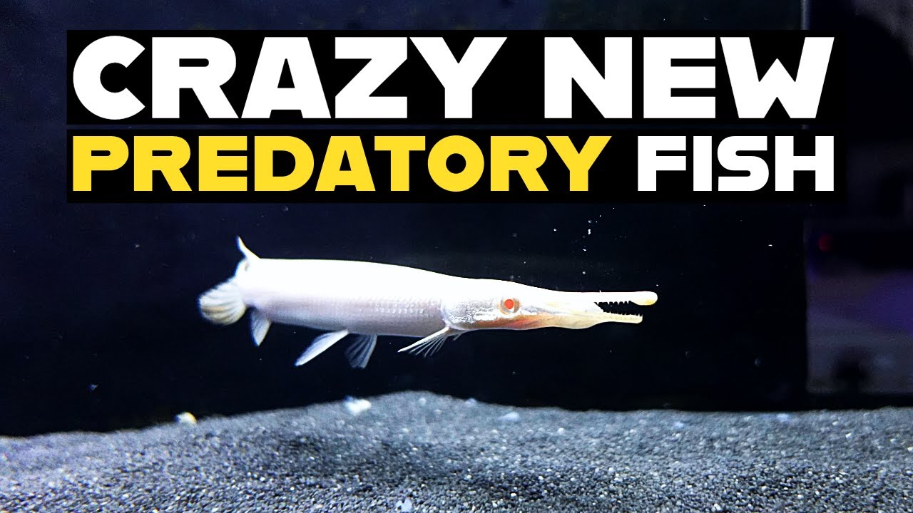 NEW RARE FISH | AMAZING COLOUR MORPH'S - YouTube