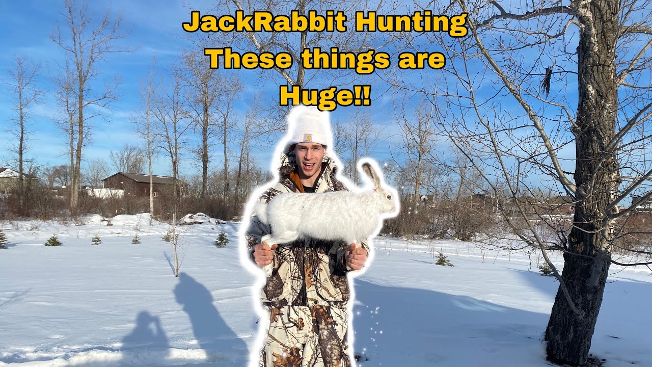 Full Camo Jackrabbit Hunting!! - YouTube