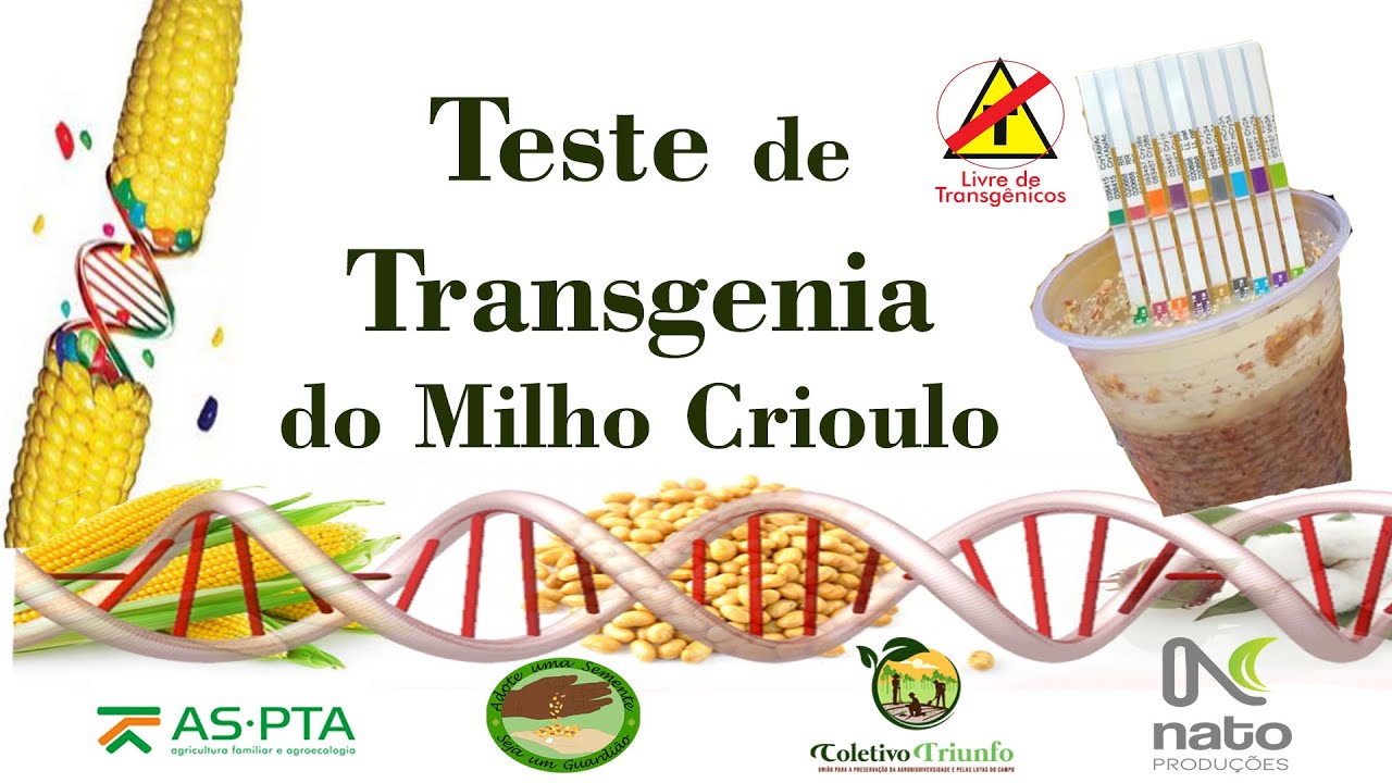 Teste de Transgenia do Milho Crioulo - YouTube