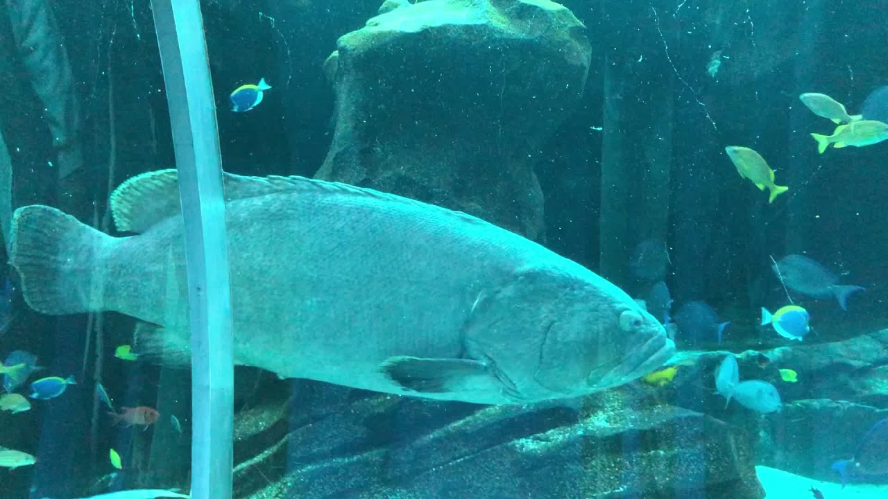 Gigantic fish! 🐟 - YouTube