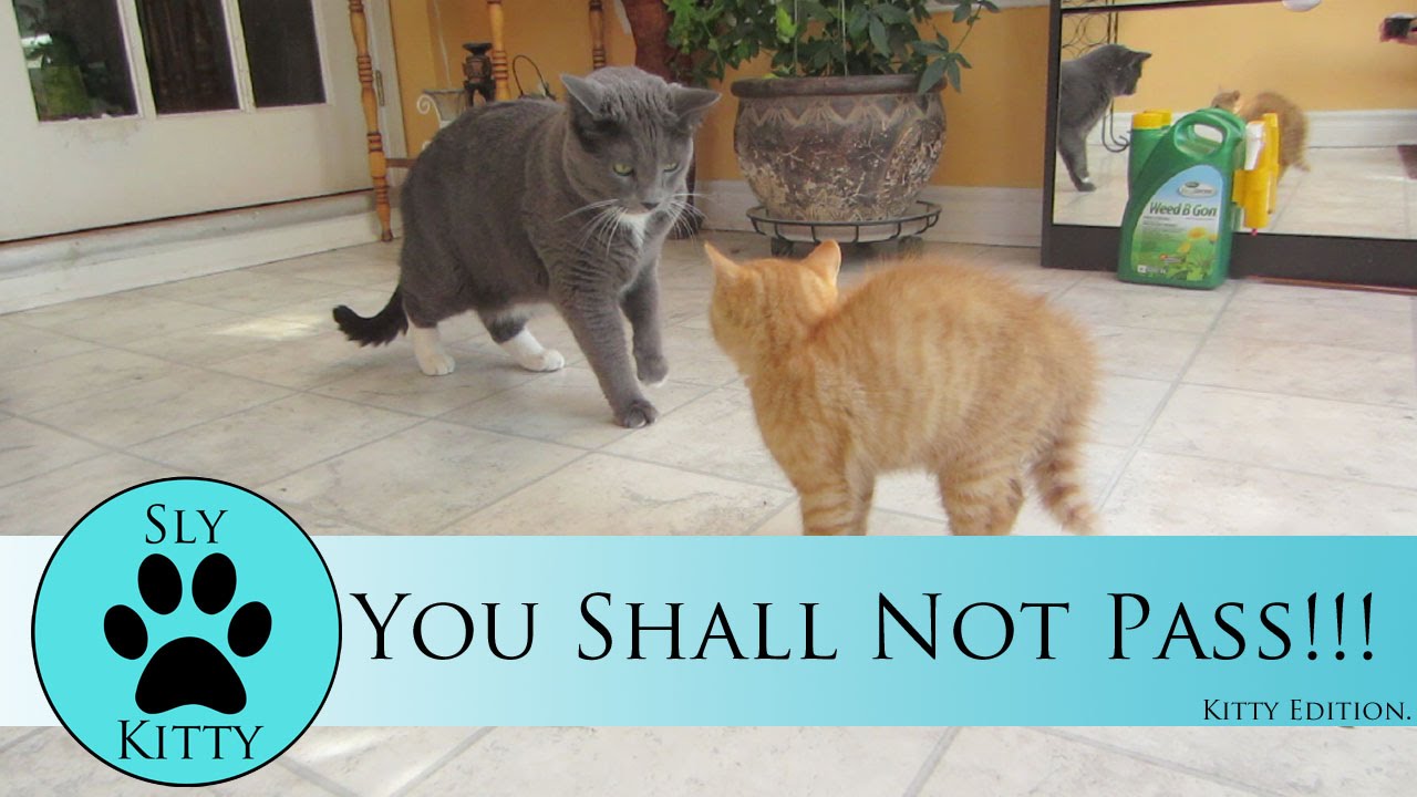 You Shall Not Pass!!! (Kitten Stands up to Big Cat) - YouTube