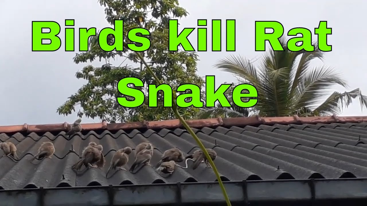 The Power of Unity: Yellow-billed babble Birds kill rat snake - YouTube