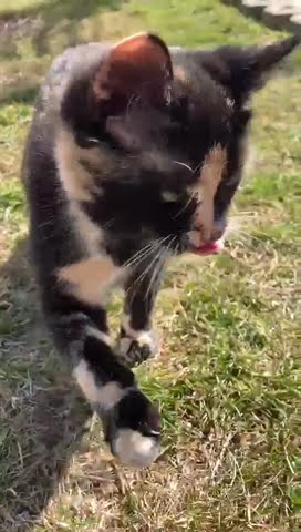 #Sisi #cat #funny #dance #catlover #techno #cat - YouTube