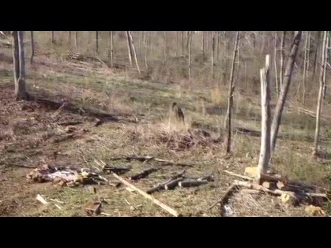 RARE! BIGFOOT SIGHTING IN KENTUCKY! SASQUATCH MUST SEE!! DONT MISS THIS ...