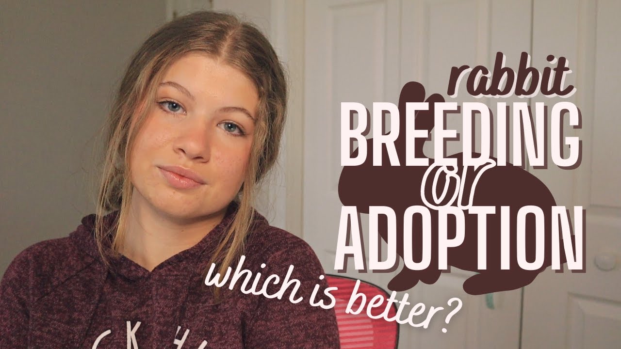 Where To Buy A Rabbit | breeding vs. adoption - YouTube