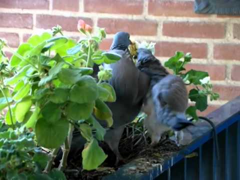 laatste voedering 3 weken oud duivenjong - YouTube