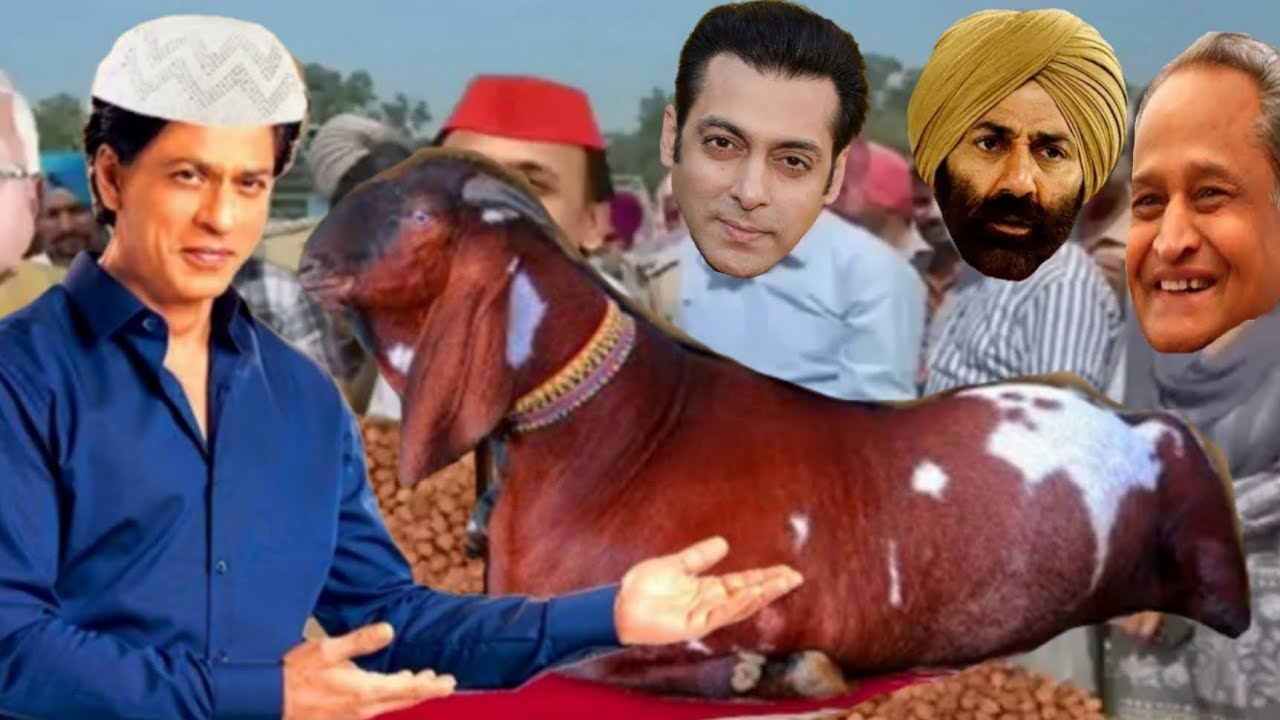 Shahrukh Salman Sunny Ashok Gahlot New Funny Bakra Eid comedy 2023 # ...