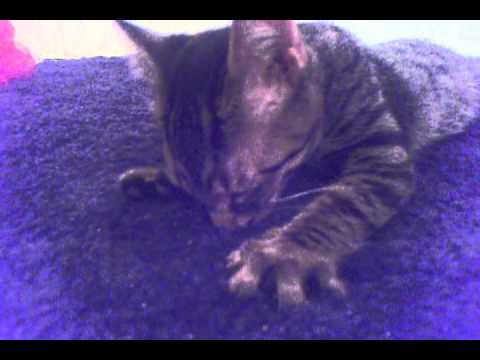 carpet munching cat --- funny! - YouTube