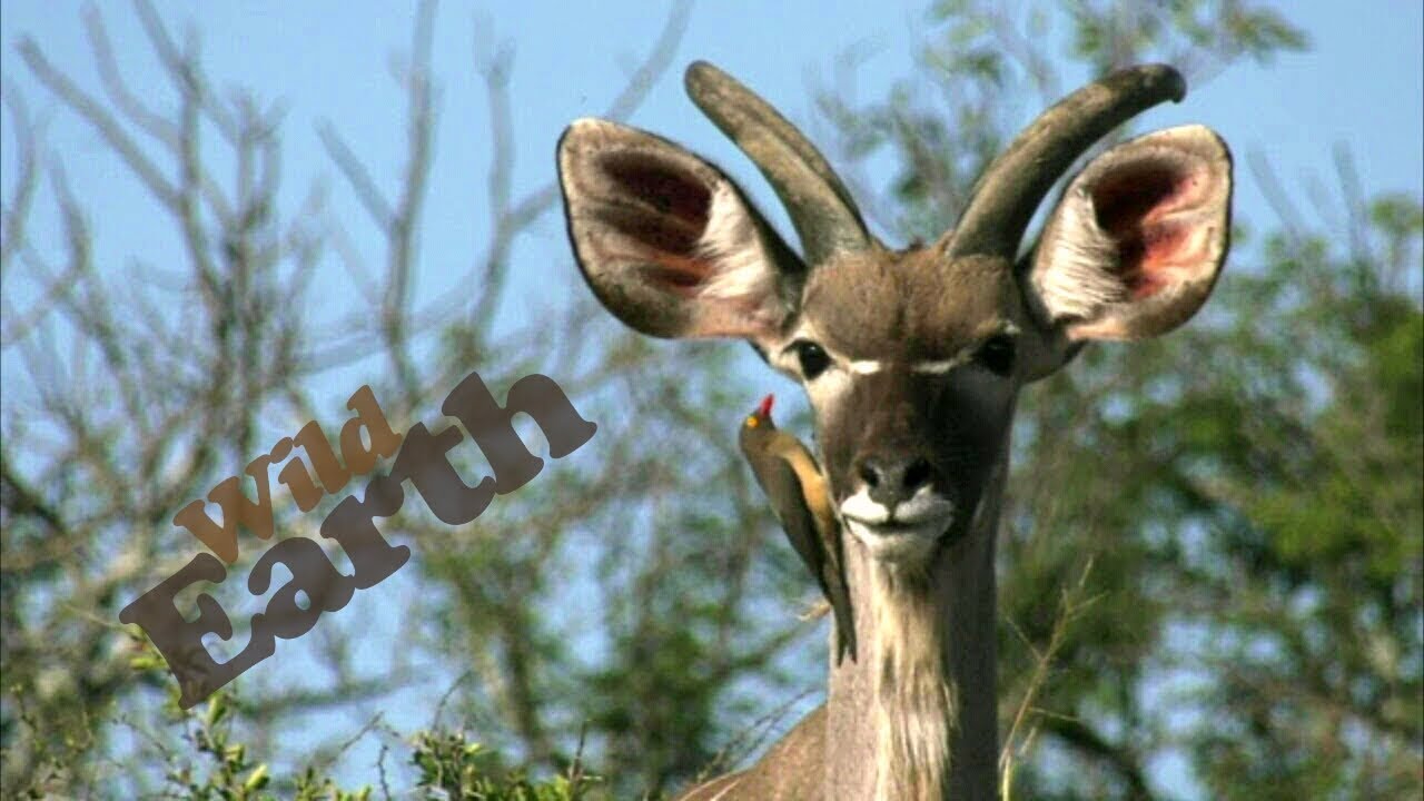 WildEarth - Sunrise Safari - 22 May 2020 - YouTube