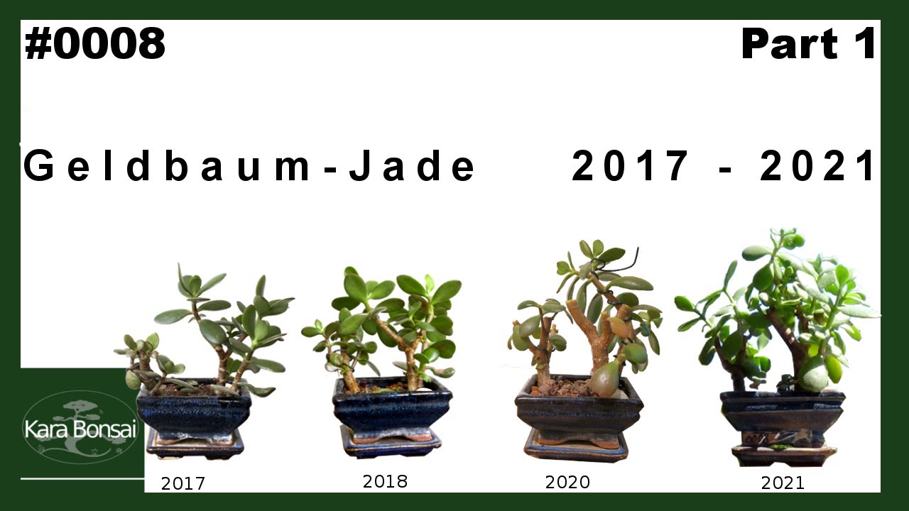 #0008 Teil 1: #Bonsai Geldbaum | 2017-2021| grow cut grow | Kara Bonsai ...