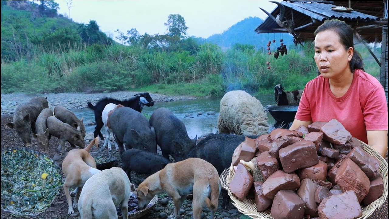 survival in the rainforest- found foods for cook with daikon -Eating ...