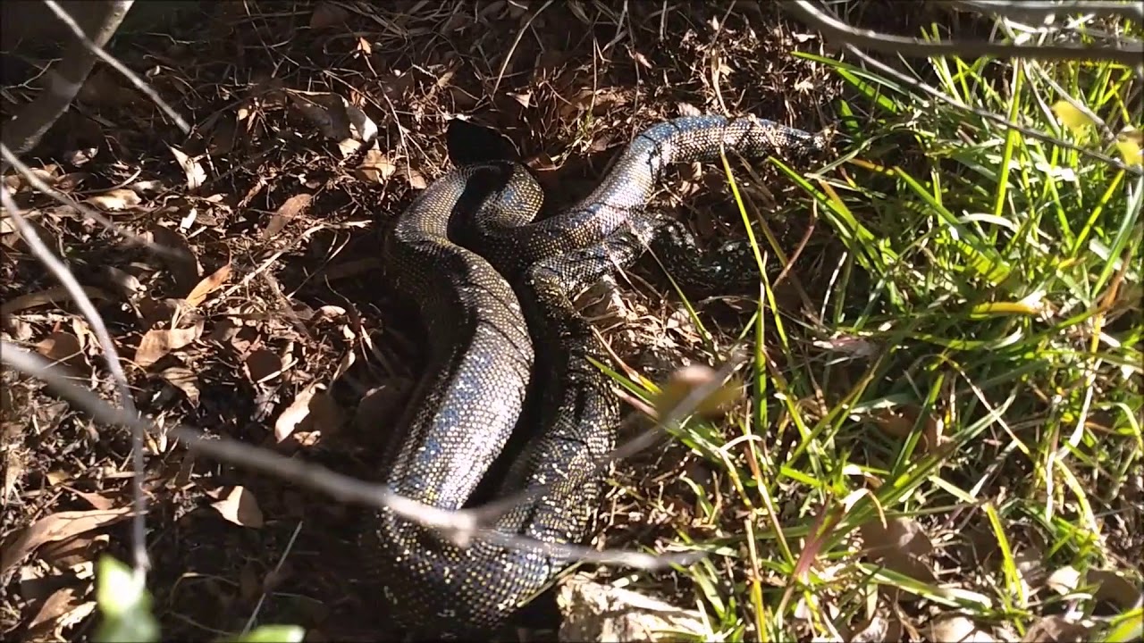 Python in my back yard - YouTube