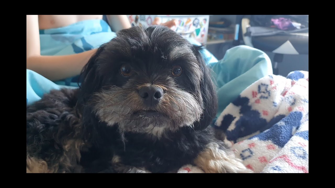 My Lhasa Apso Chihuahua Pips - YouTube