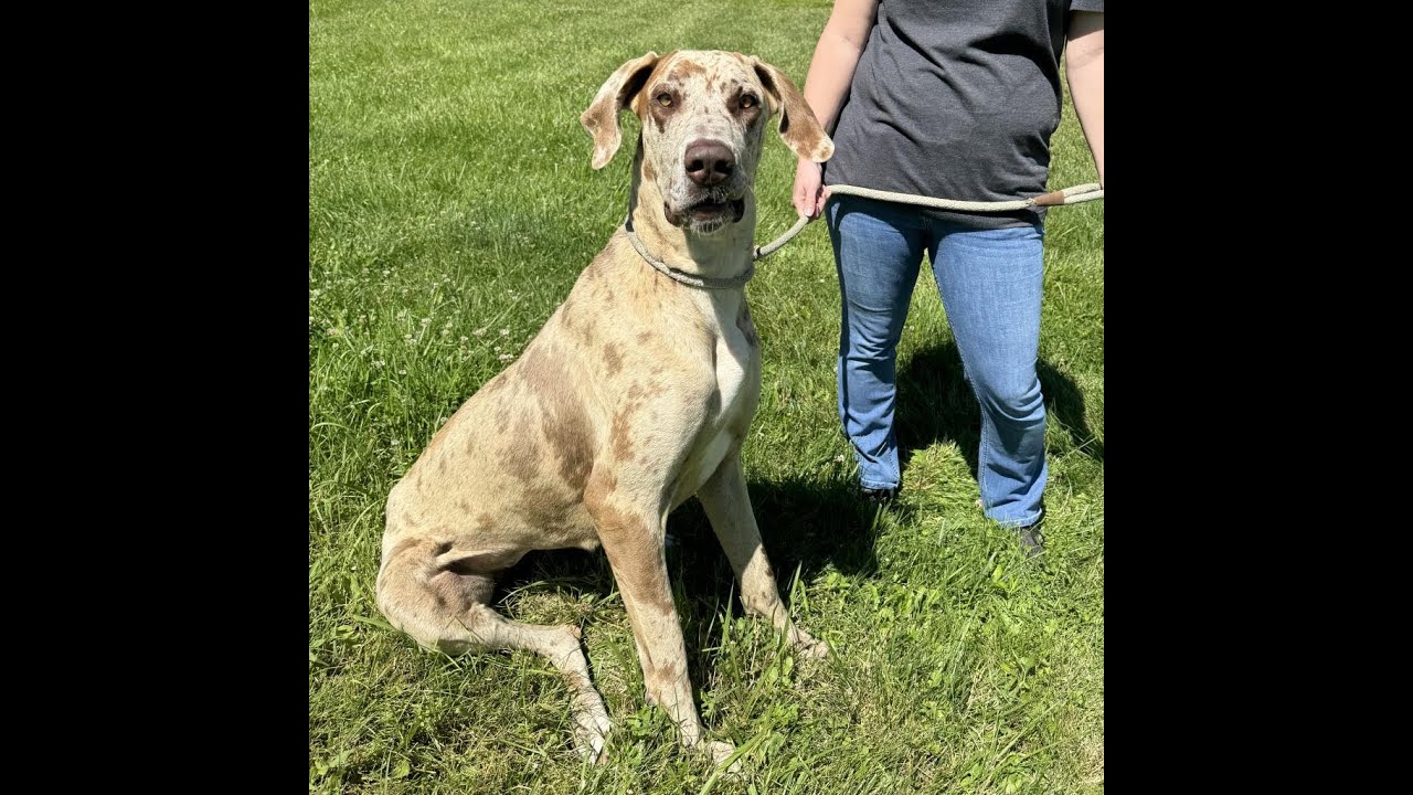 Nova - the sweetest, big dog available for adoption at Brown County ...